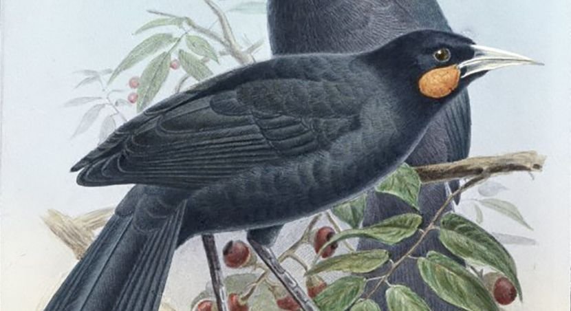 Te Karanga a te Huia | The Call of the Huia